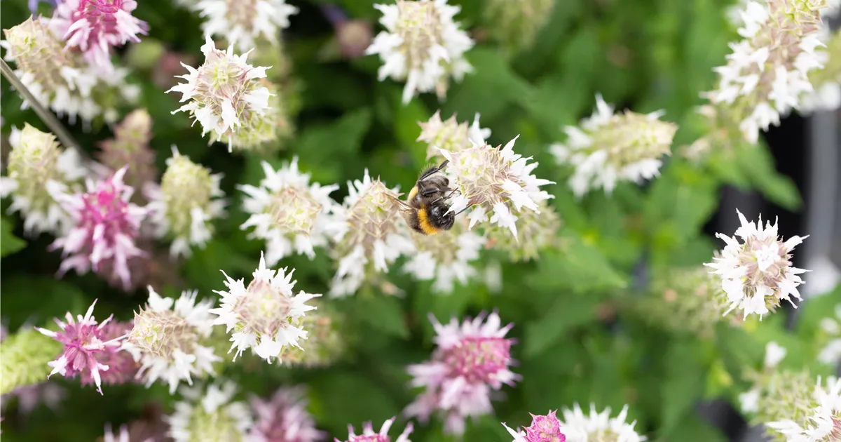Salvia nemorosa 'Salute White'