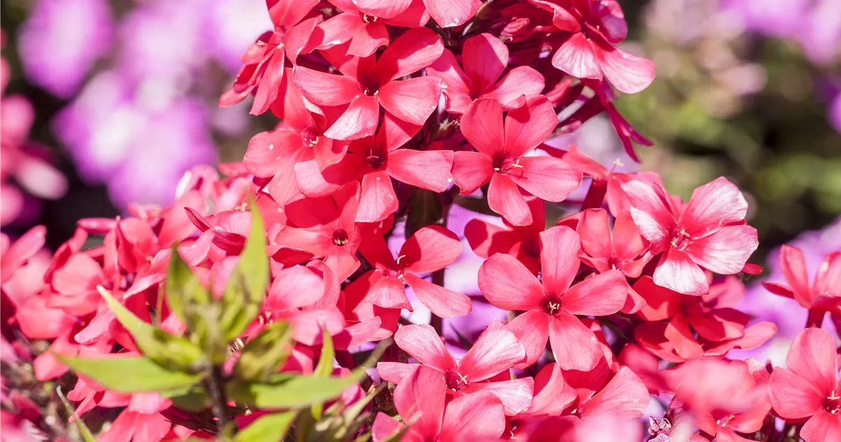 Phlox paniculata 'Early Red'