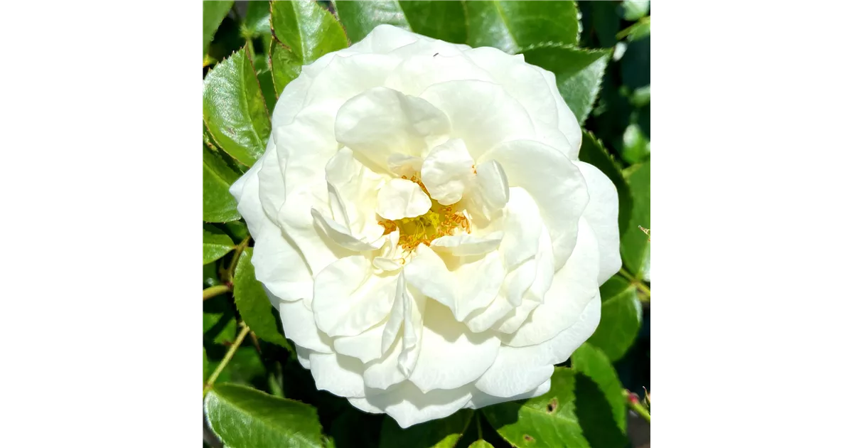 Rosa 'Alabaster'