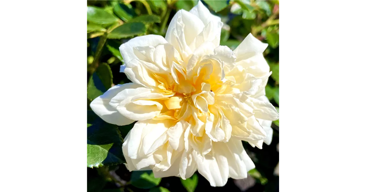 Rosa 'Alberic Barbier'