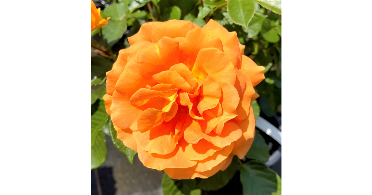 Rosa 'Goldelse'