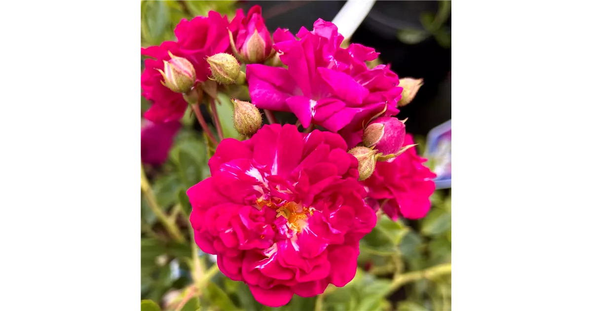 Rosa 'Super Excelsa'