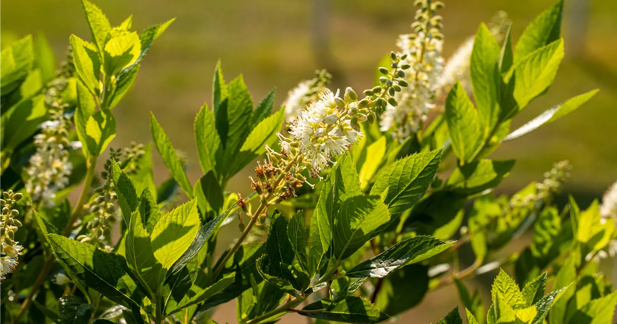 Clethra alnifolia 'Hummingbird'
