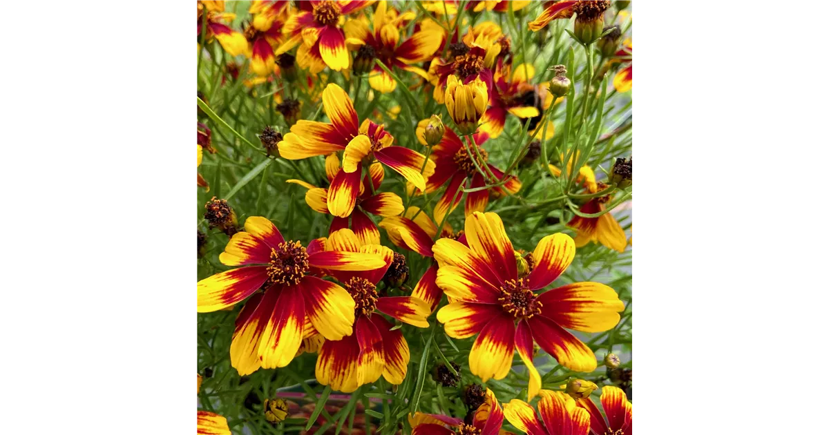 Coreopsis verticillata 'Sunstar Orange'