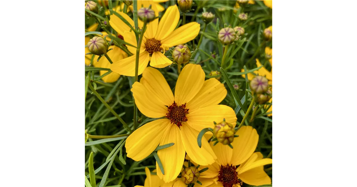 Coreopsis verticillata 'Imperial Sun'
