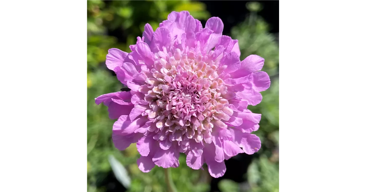 Scabiosa columbaria 'Pink Mist'