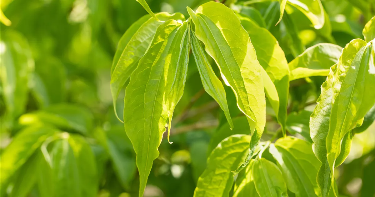 Heptacodium miconioides