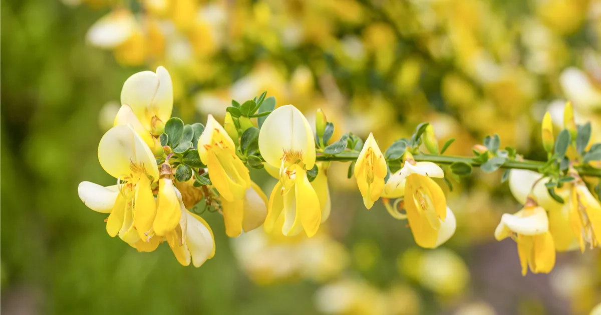 Cytisus praecox 'Allgold'