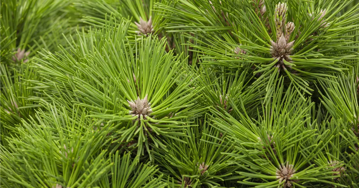 Pinus thunbergii 'Kotobuki'