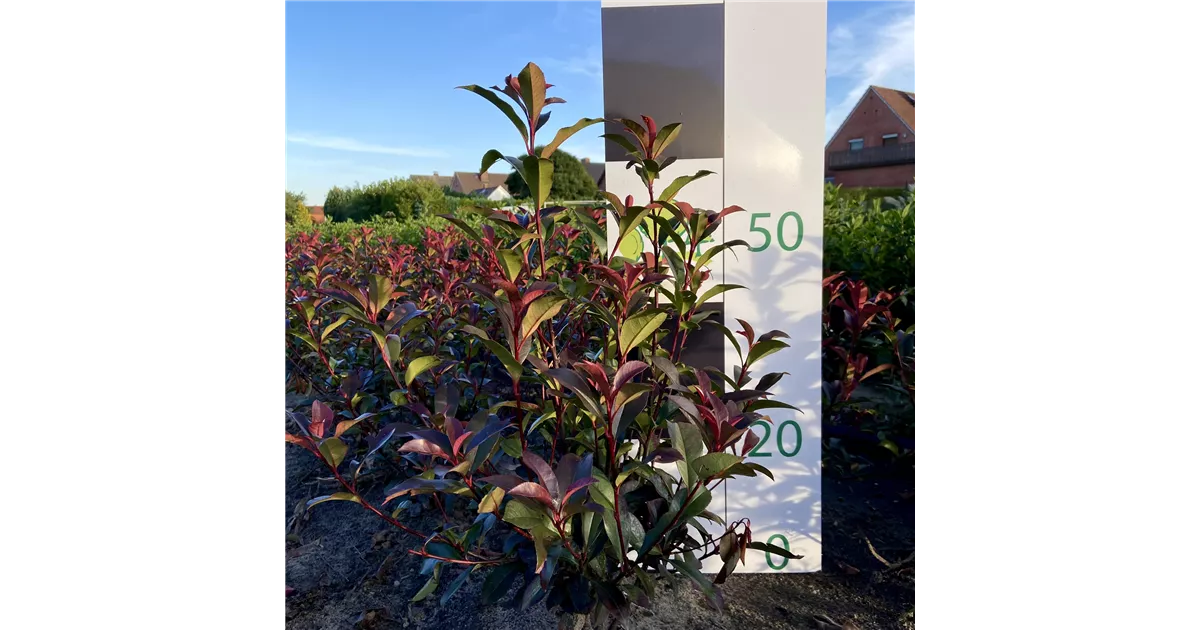 Photinia fr. 'Devils Dream'