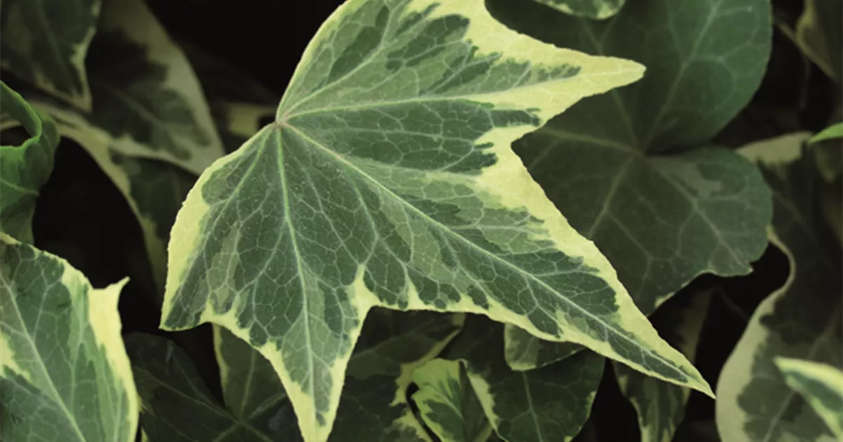 Hedera helix 'Yellow Ripple'