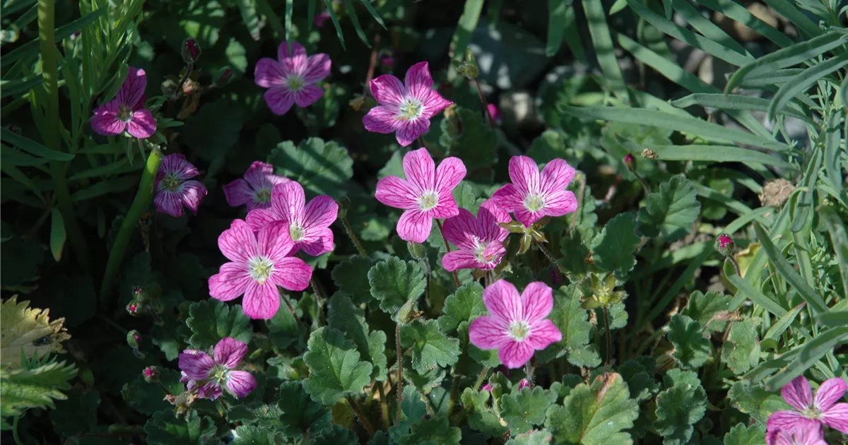 Erodium x variabile 'Bishop's Form'