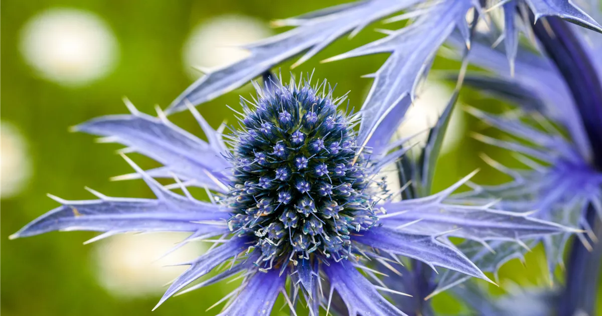 Eryngium planum MAGICAL 'Blue Lagoon'