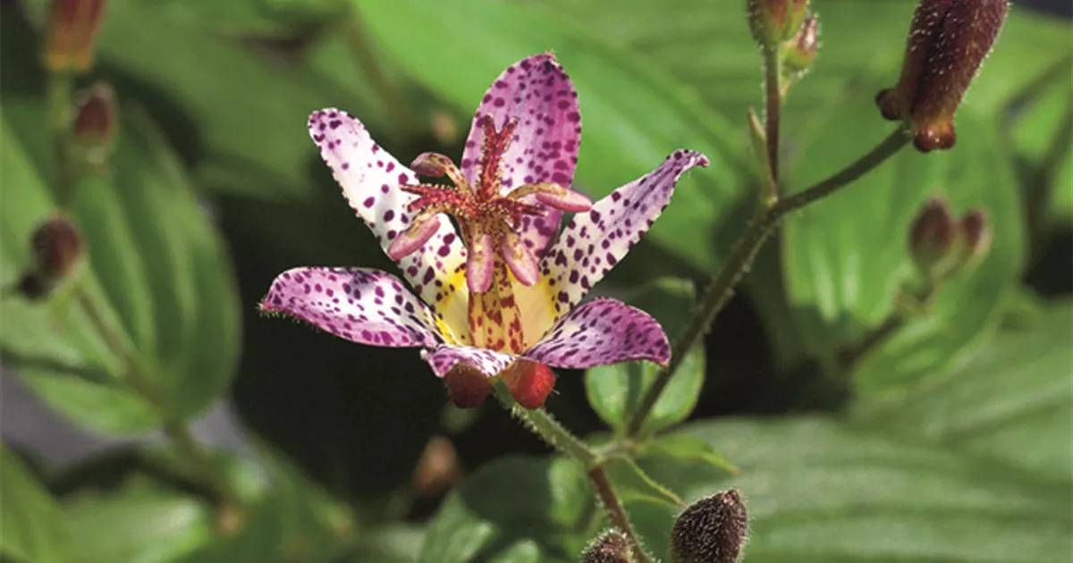 Tricyrtis hirta 'Pink Freckles'