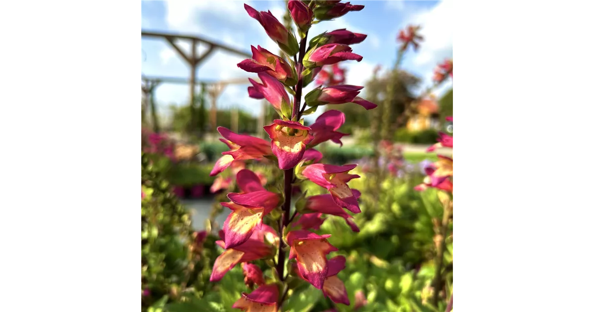 Digitalis hybrida 'Rising Phoenix'