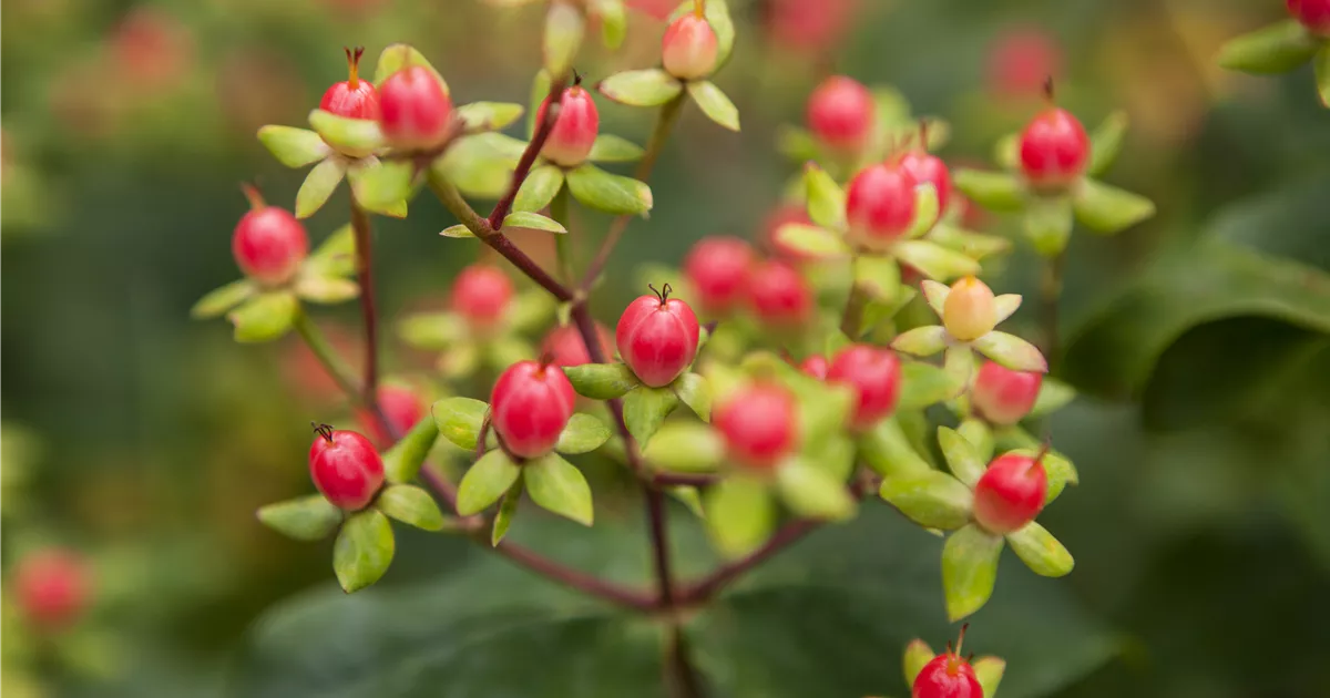 Hypericum x cultorum 'Magic Marbles Red'