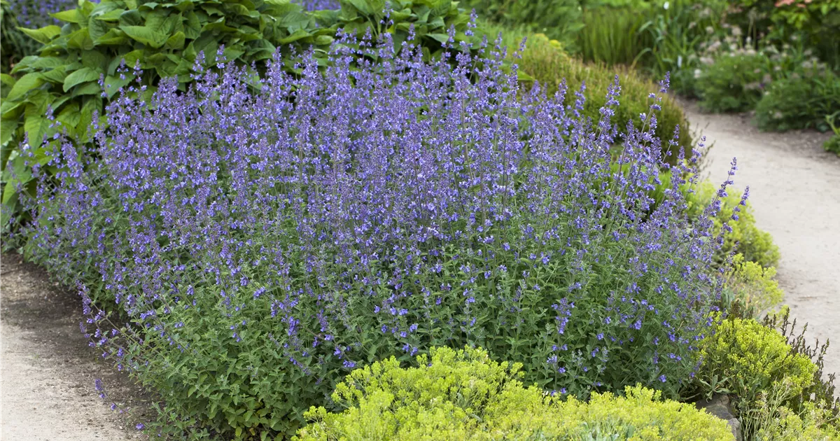 Nepeta x faassenii 'Junior Walker'