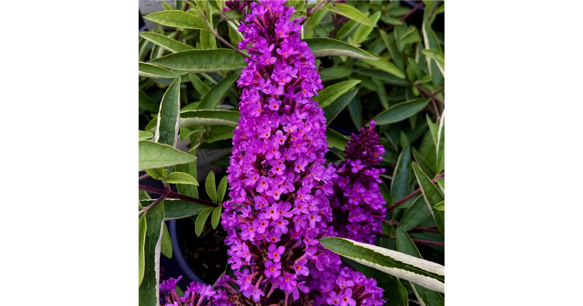 Buddleja x hybrida 'Free Petite Tutti Frutti'