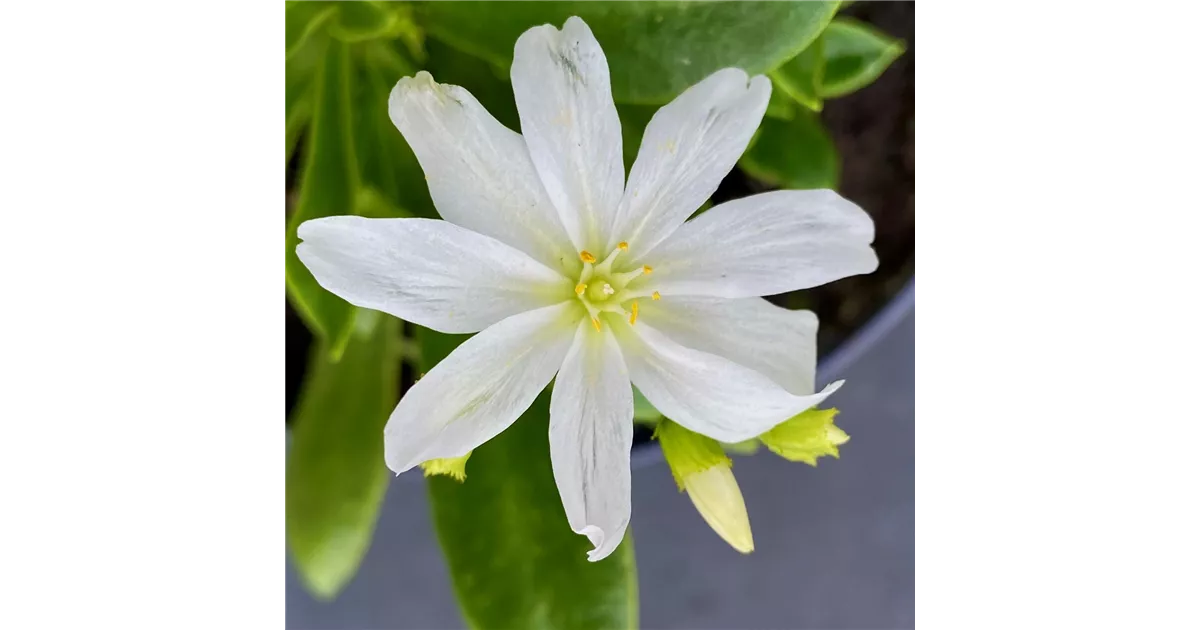 Lewisia cotyledon Safira 'White'