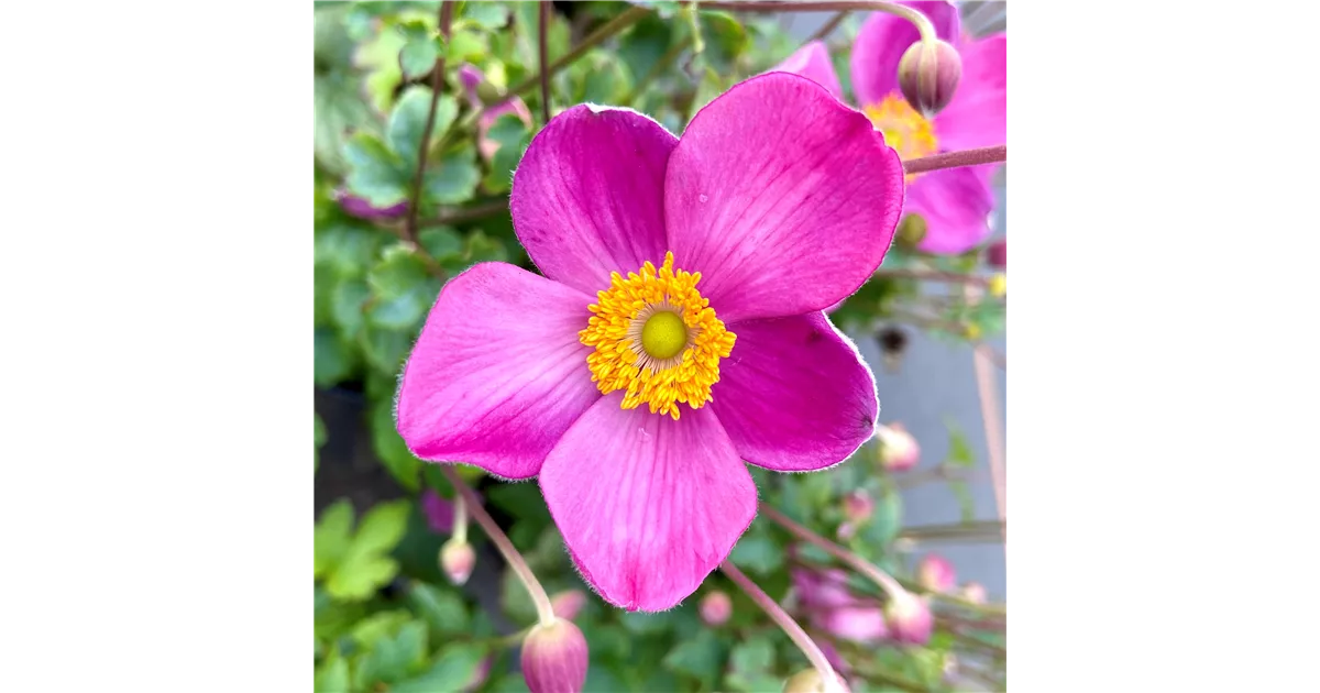 Anemone hupehensis Fantasy 'Belle'