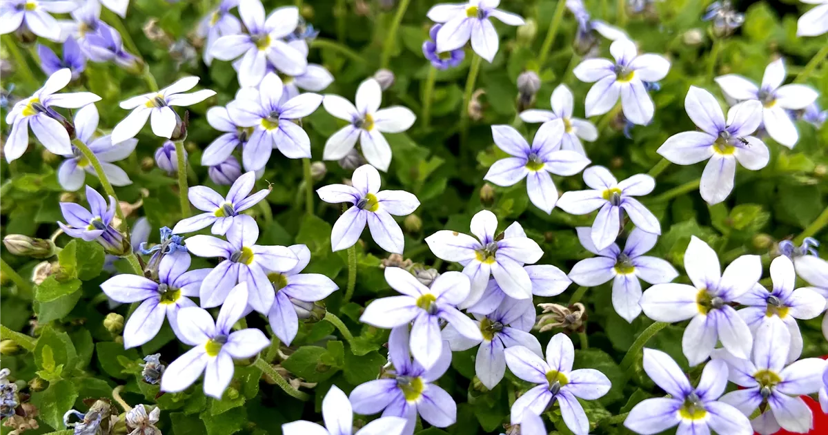 Isotoma fluviatilis