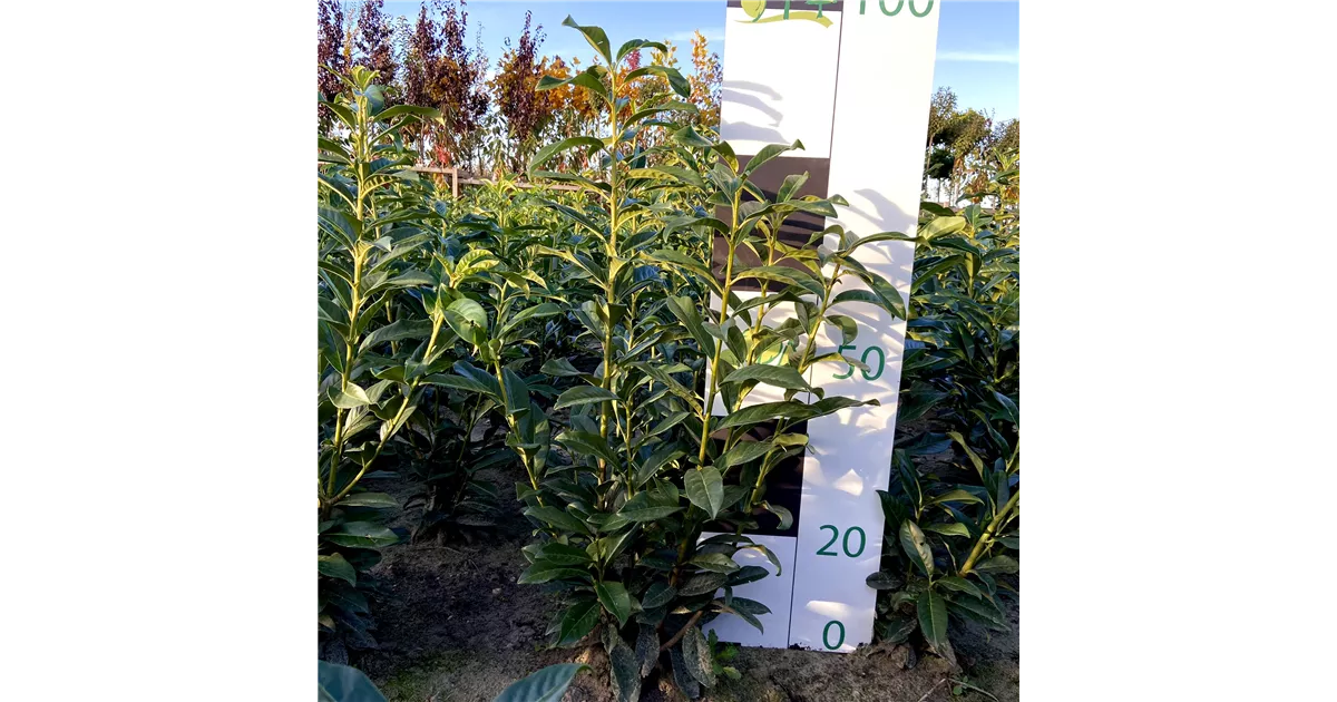 Prunus laurocerasus 'Genolia'