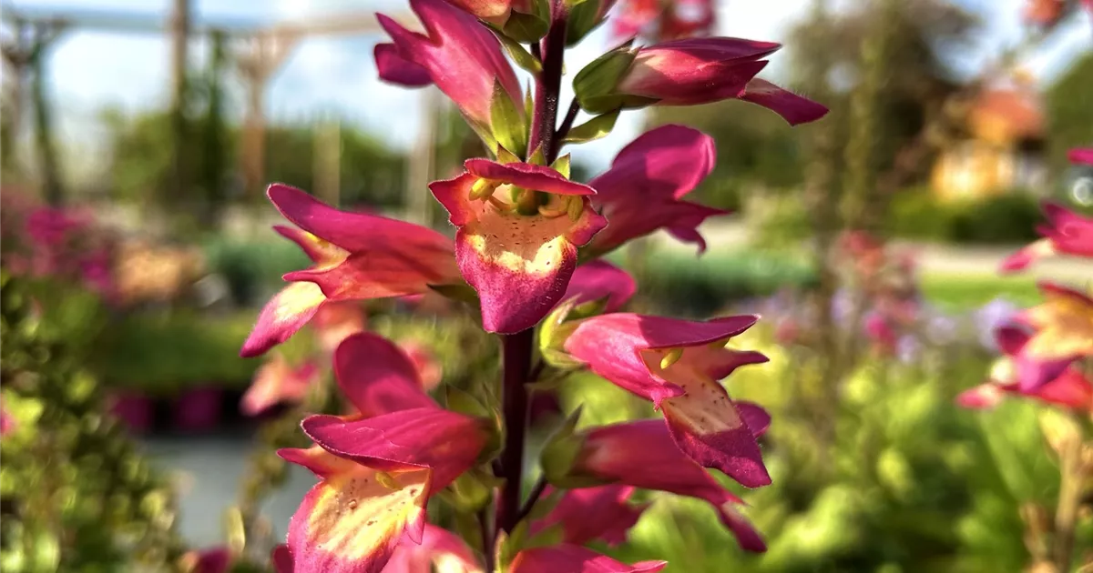 Digitalis hybrida 'Rising Phoenix'