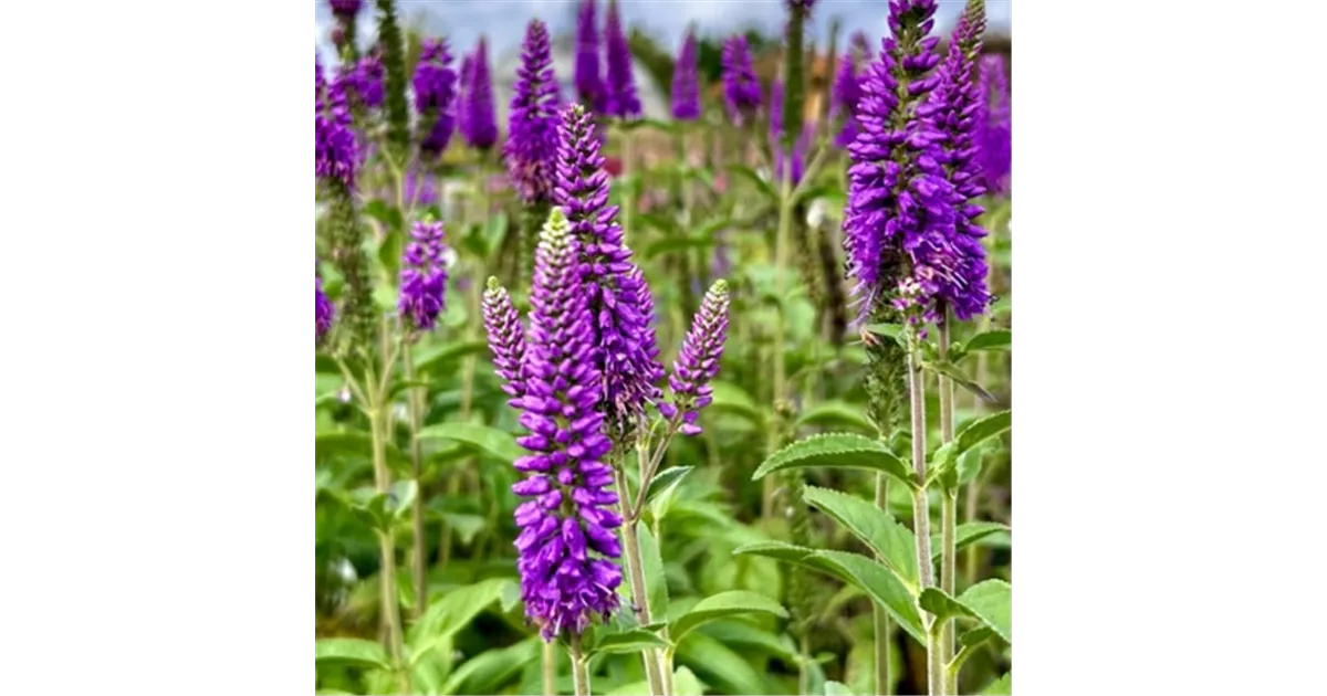 Veronica longifolia 'First Match'