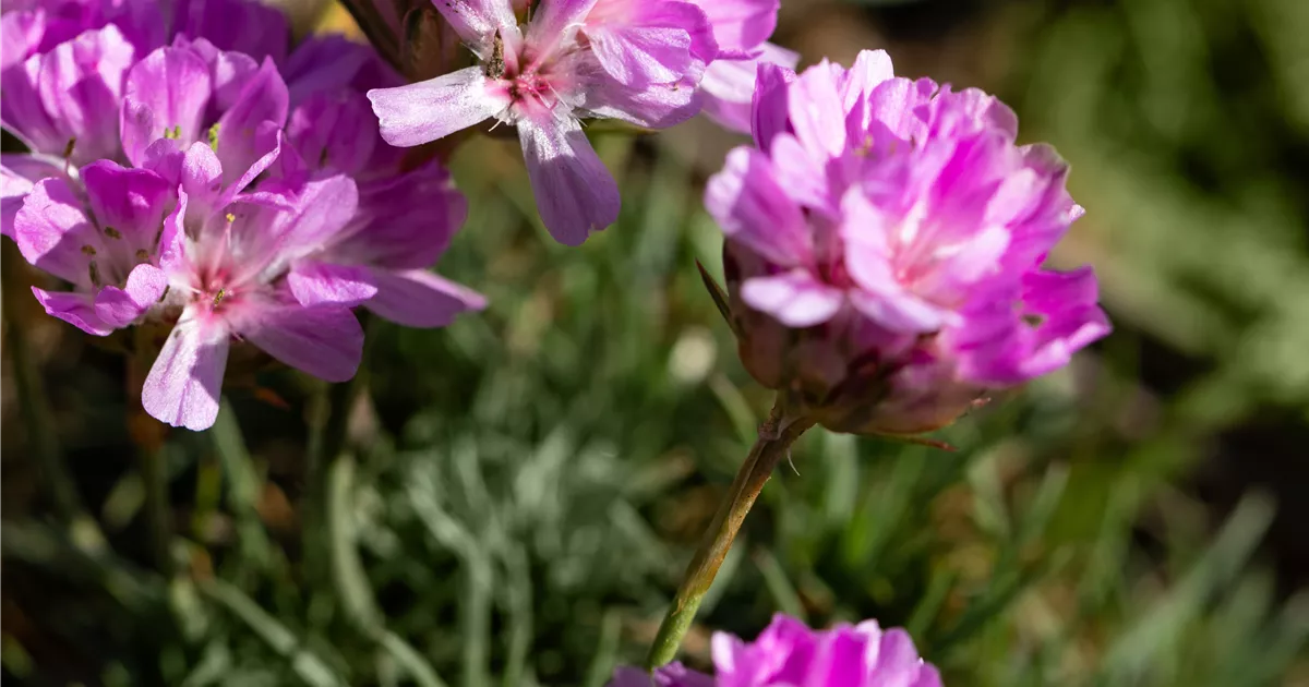 Armeria juniperifolia 'New Zealand Form'