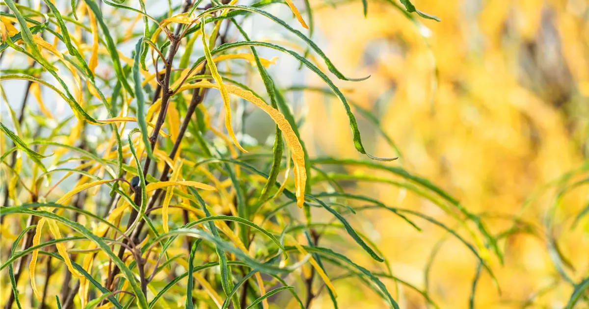 Rhamnus frangula 'Fine Line'