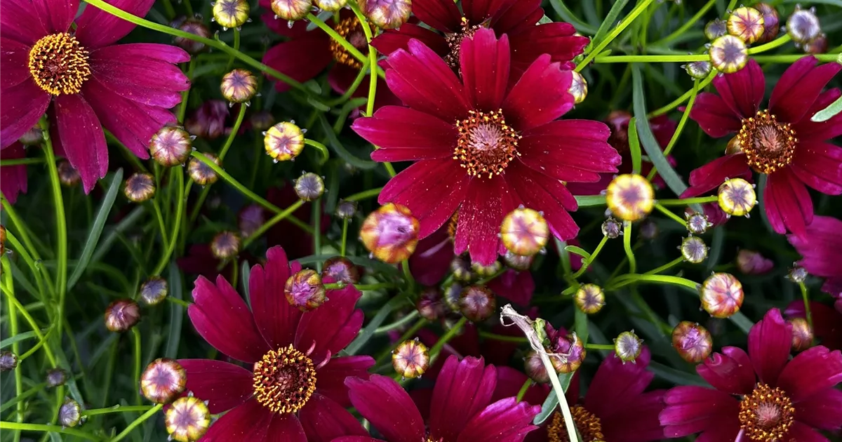 Coreopsis verticillata 'Ruby Red'