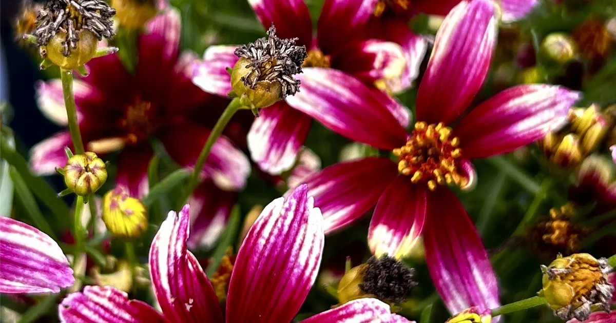 Coreopsis verticillata 'Sunstar Rose' -R-
