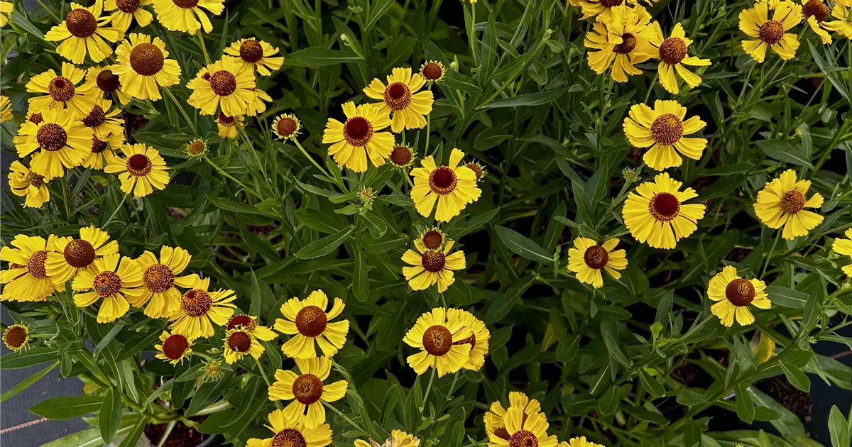 Helenium x cult.'Wesergold'