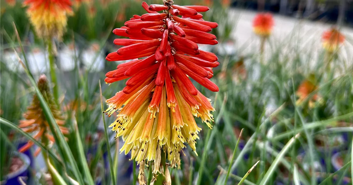 Kniphofia hybrida 'Poco Daybreak'