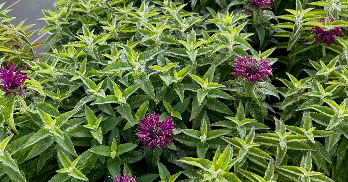 Monarda didyma SUGAR BUZZ® 'Grape Gumball'