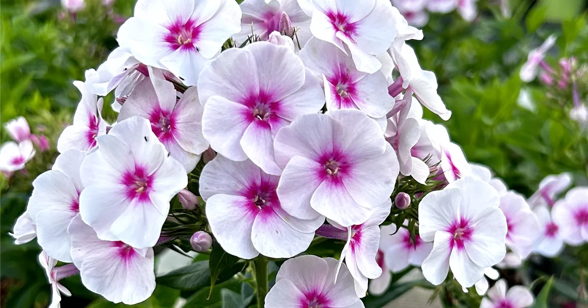 Phlox paniculata 'Flame Pro Soft Pink'