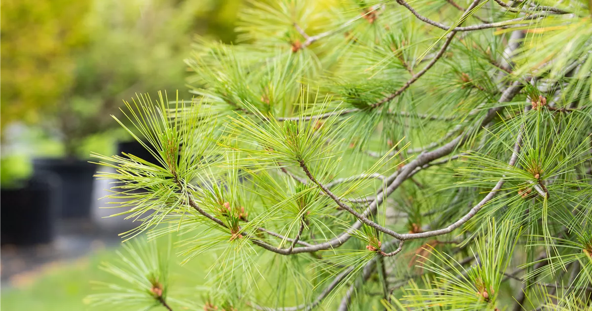 Pinus strobus 'Pendula'