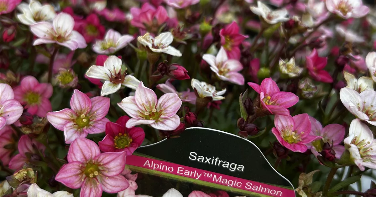Saxifraga x arendsii 'Alpino™ Early Magic Salmon'