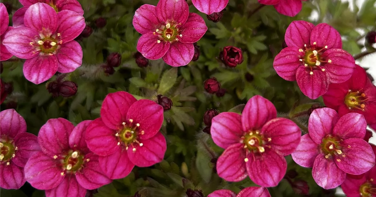 Saxifraga x arendsii 'Alpino Early™ Rose'