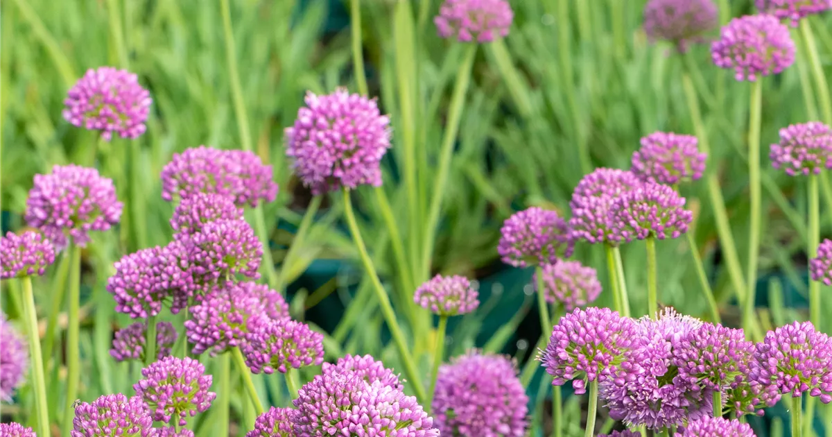 Allium cernuum 'Little Sapphire'