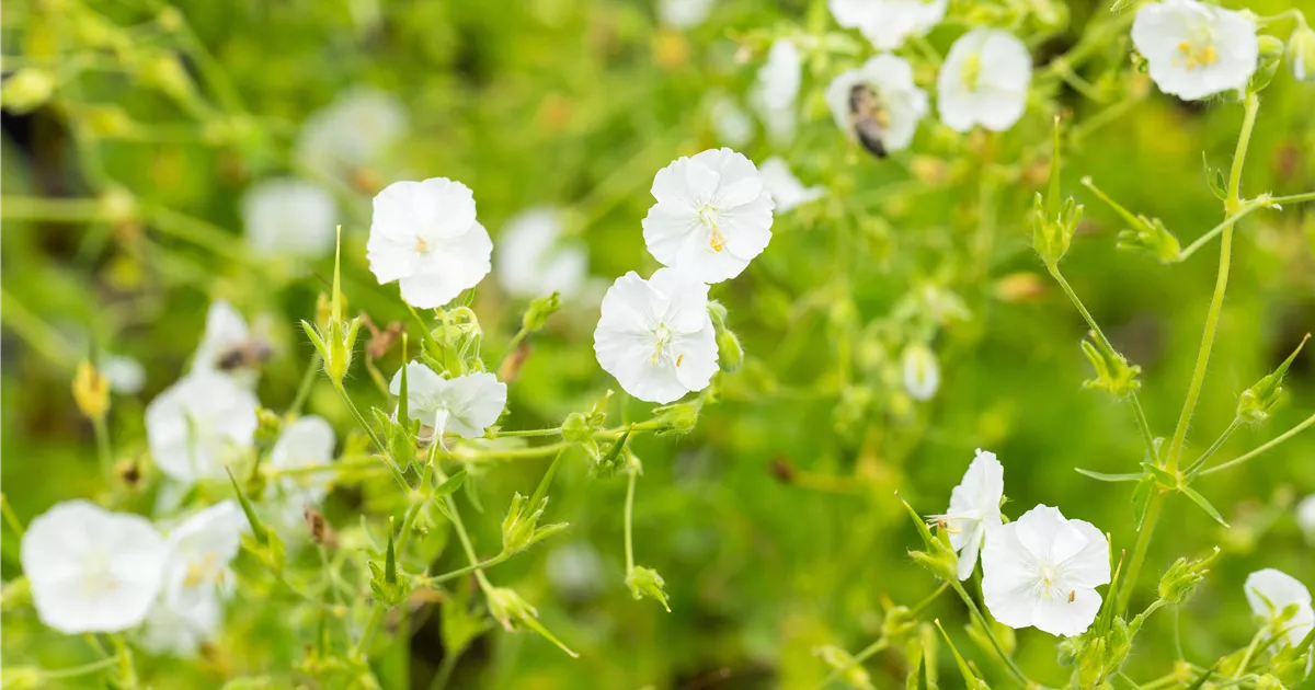 Geranium phaeum 'Album'