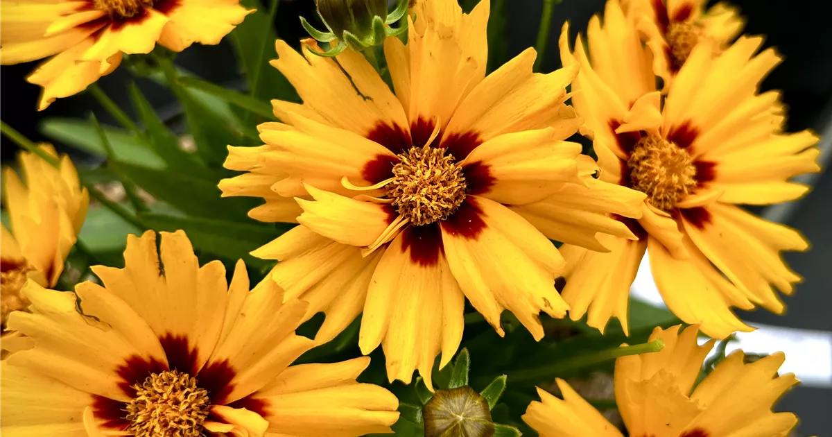 Coreopsis grandiflora 'Solanna™ Bright Touch'